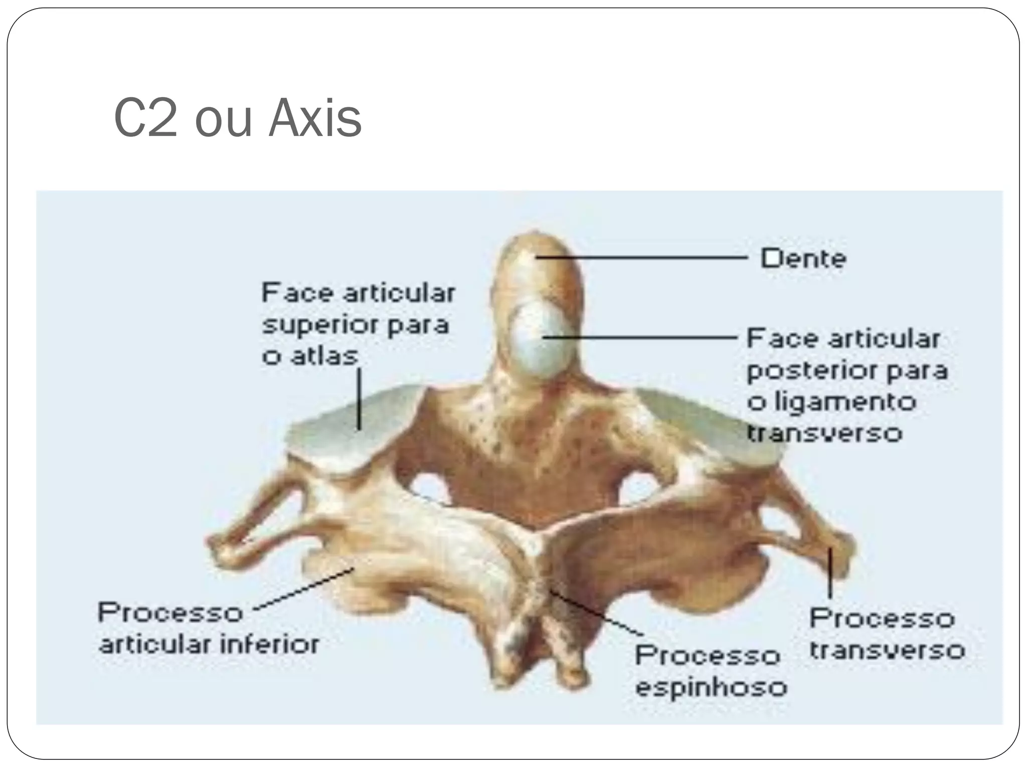 Anatomia radiológica da coluna vertebral | PDF