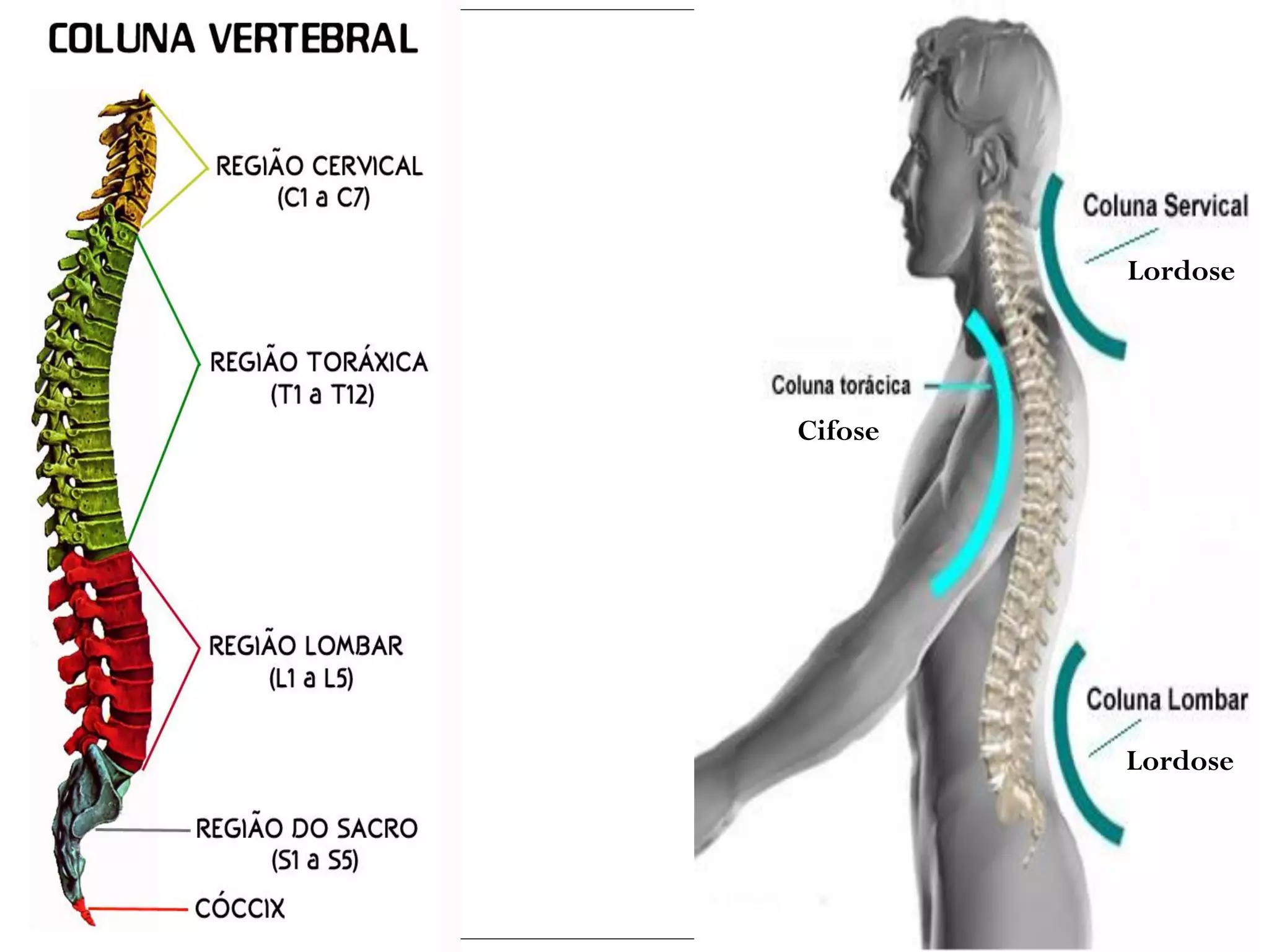 Anatomia radiológica da coluna vertebral | PDF