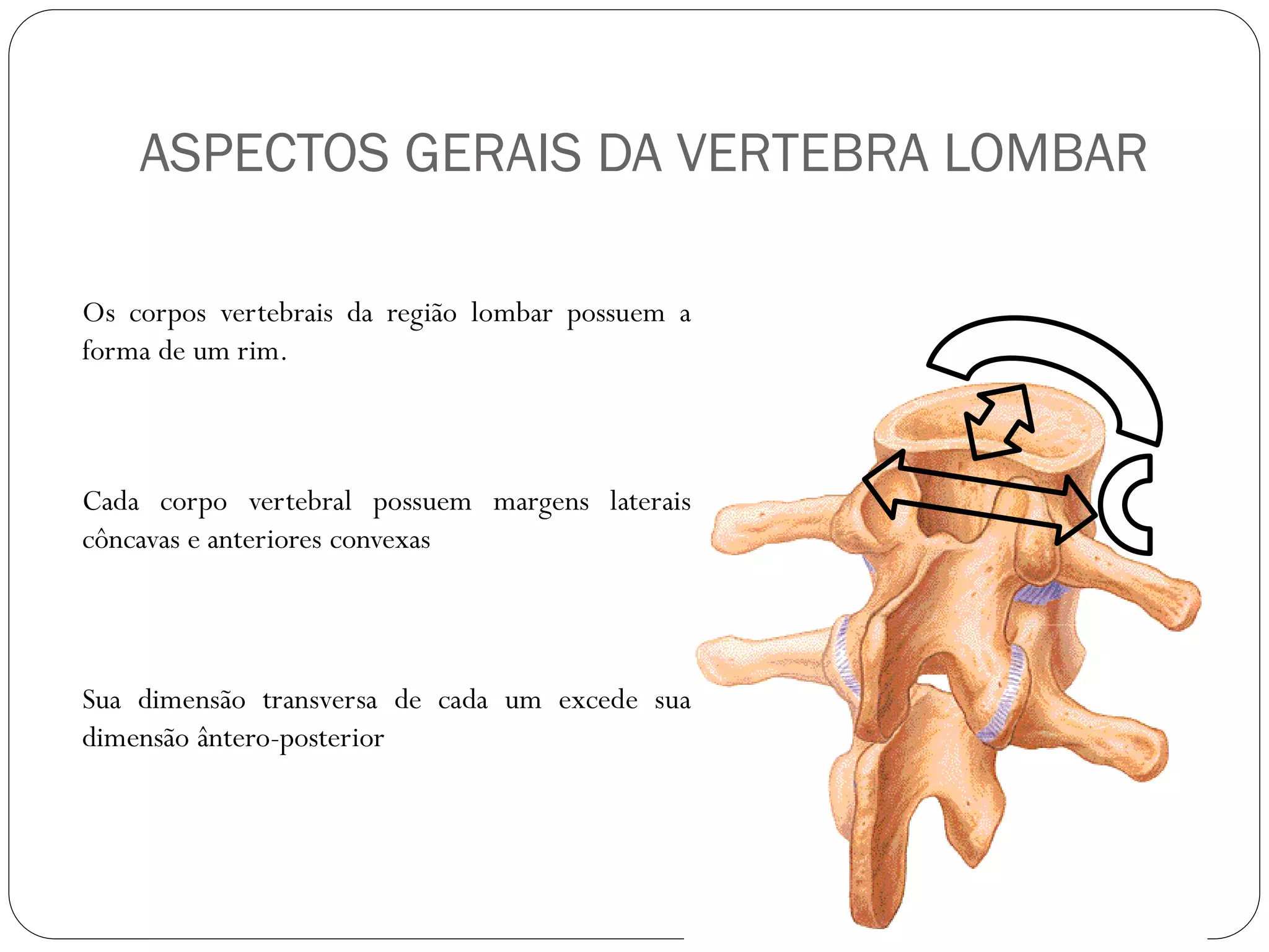 Anatomia radiológica da coluna vertebral | PDF
