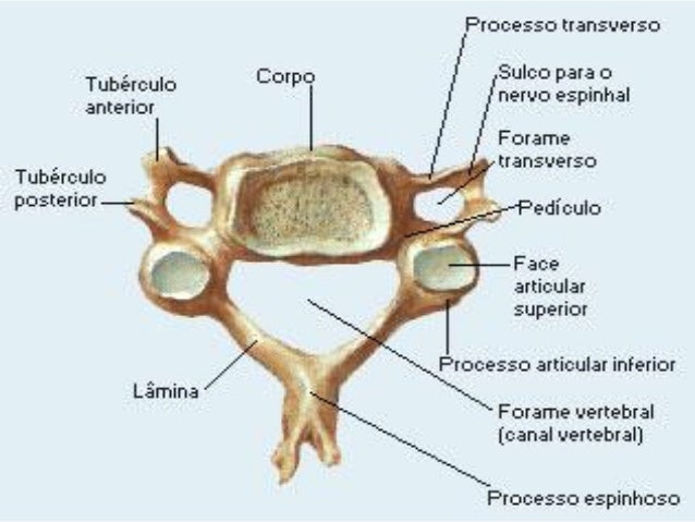 Anatomia radiológica da coluna vertebral