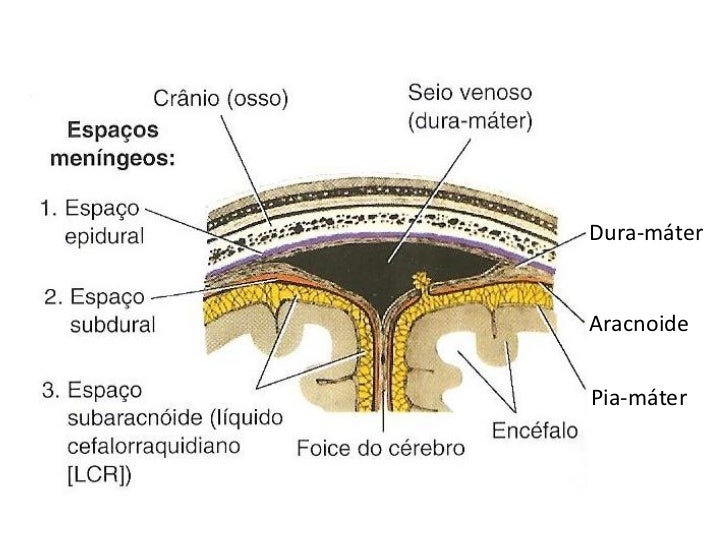 Anatomia radiológica do crânio