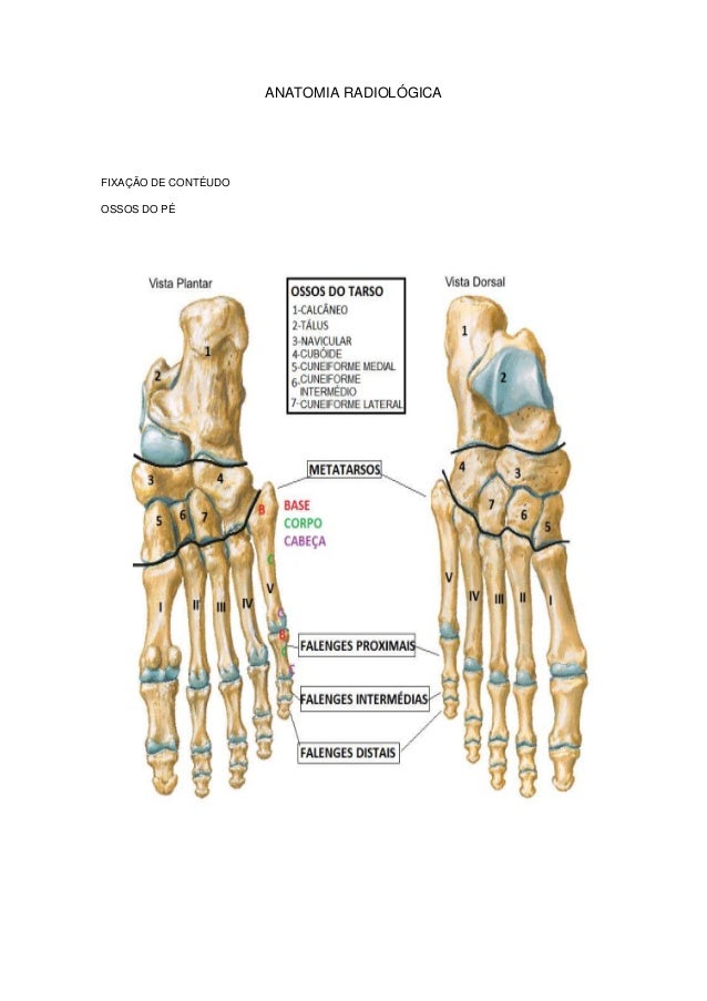 Anatomia radiológica fixação de contéudo membros inferiores