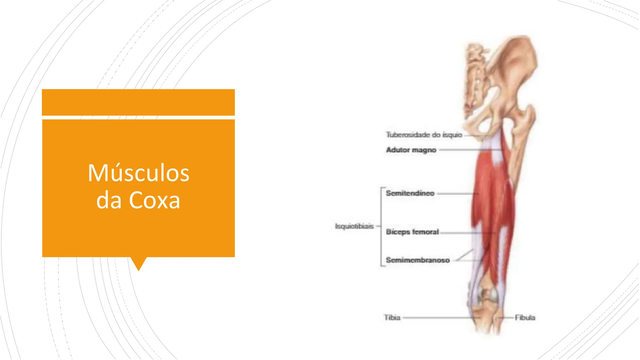 Anatomia Radiologia - membros inferiores coxa.pptx