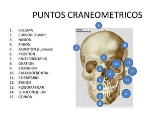 Anatomia radiologica | PPT