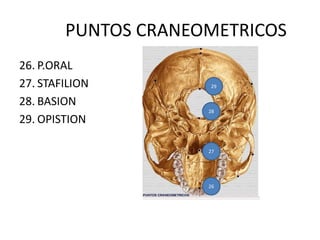 Anatomia radiologica | PPT