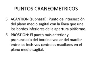 Anatomia radiologica | PPT