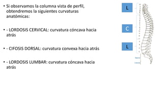 Anatomia radiologica de la columan vertebral | PPTX