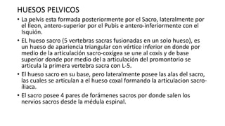 Anatomia radiologica de la columan vertebral | PPTX