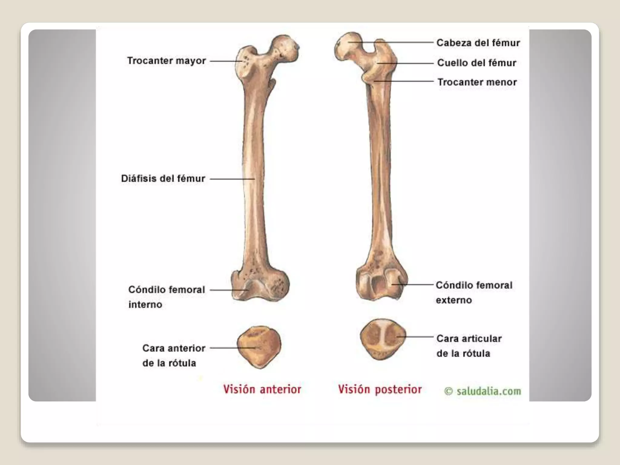 Anatomia radiologica del femur | PPTX