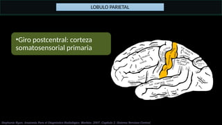 ANATOMIA RADIOLOGICA DE SISTEMA NERVIOSOS CENTRAL | PPTX