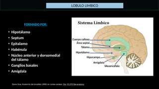 ANATOMIA RADIOLOGICA DE SISTEMA NERVIOSOS CENTRAL | PPTX