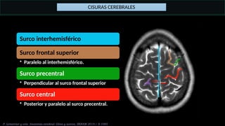 ANATOMIA RADIOLOGICA DE SISTEMA NERVIOSOS CENTRAL | PPTX
