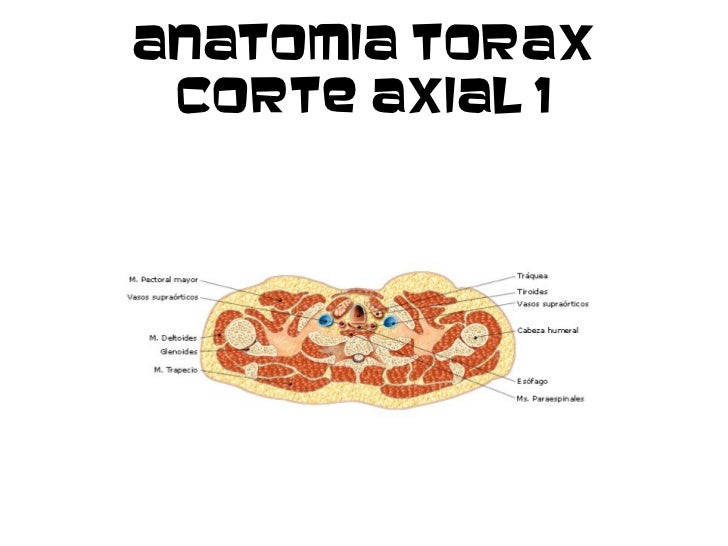 Anatomia radiologica de_torax_parte_2