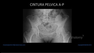 Anatomia radiologica mienbro inferior | PPTX