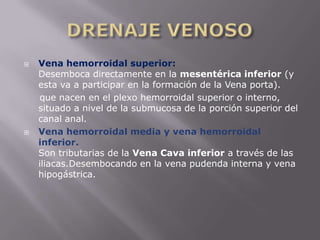 Anatomia recto y ano | PPTX