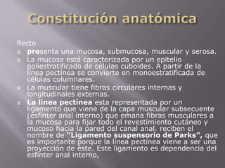 Anatomia recto y ano | PPTX