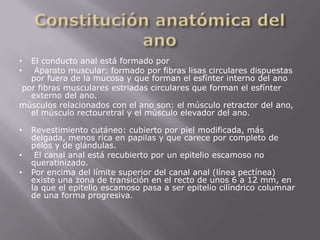 Anatomia recto y ano | PPTX