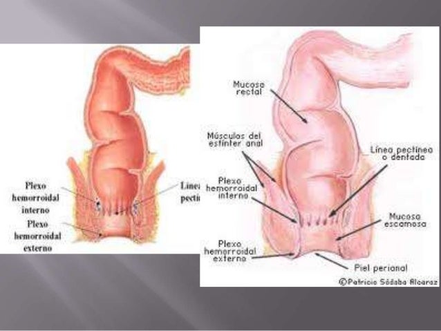 Anatomia recto y ano