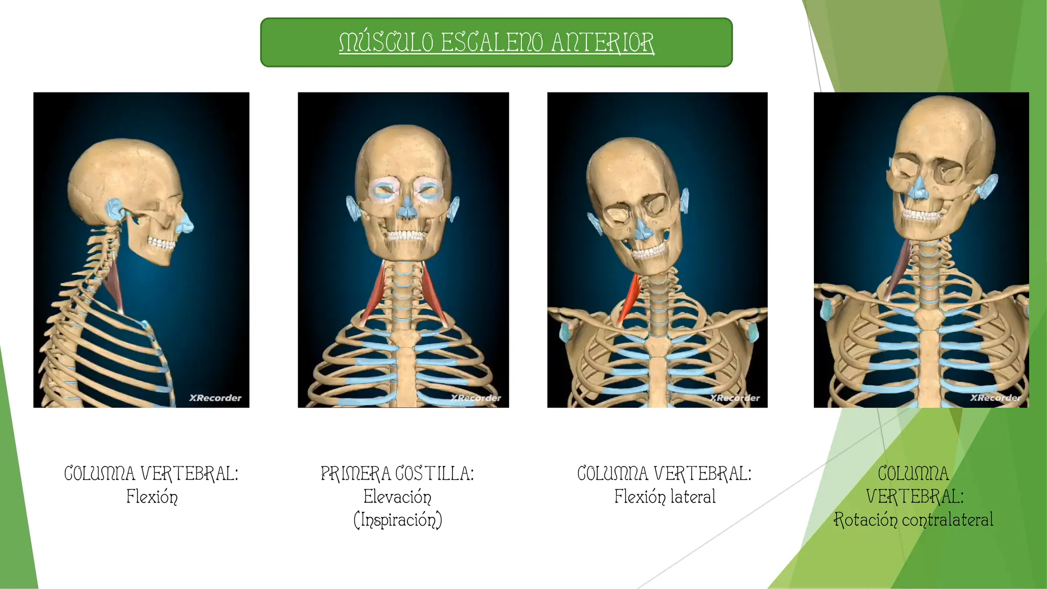 Anatomía Músculos de Region Lateral del cuello.pdf