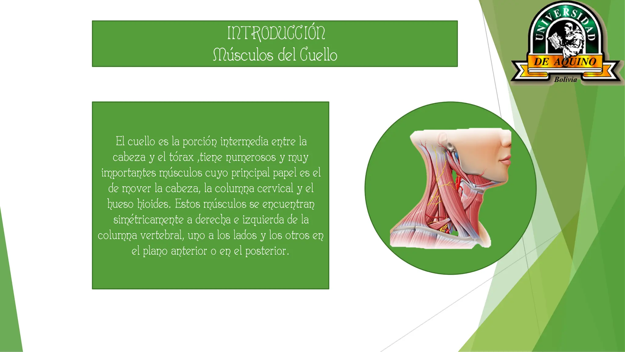 Anatomía Músculos de Region Lateral del cuello.pdf