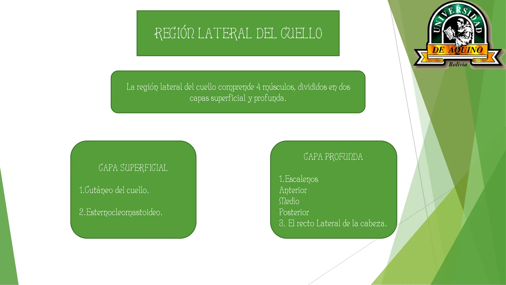 Anatomía Músculos de Region Lateral del cuello.pdf