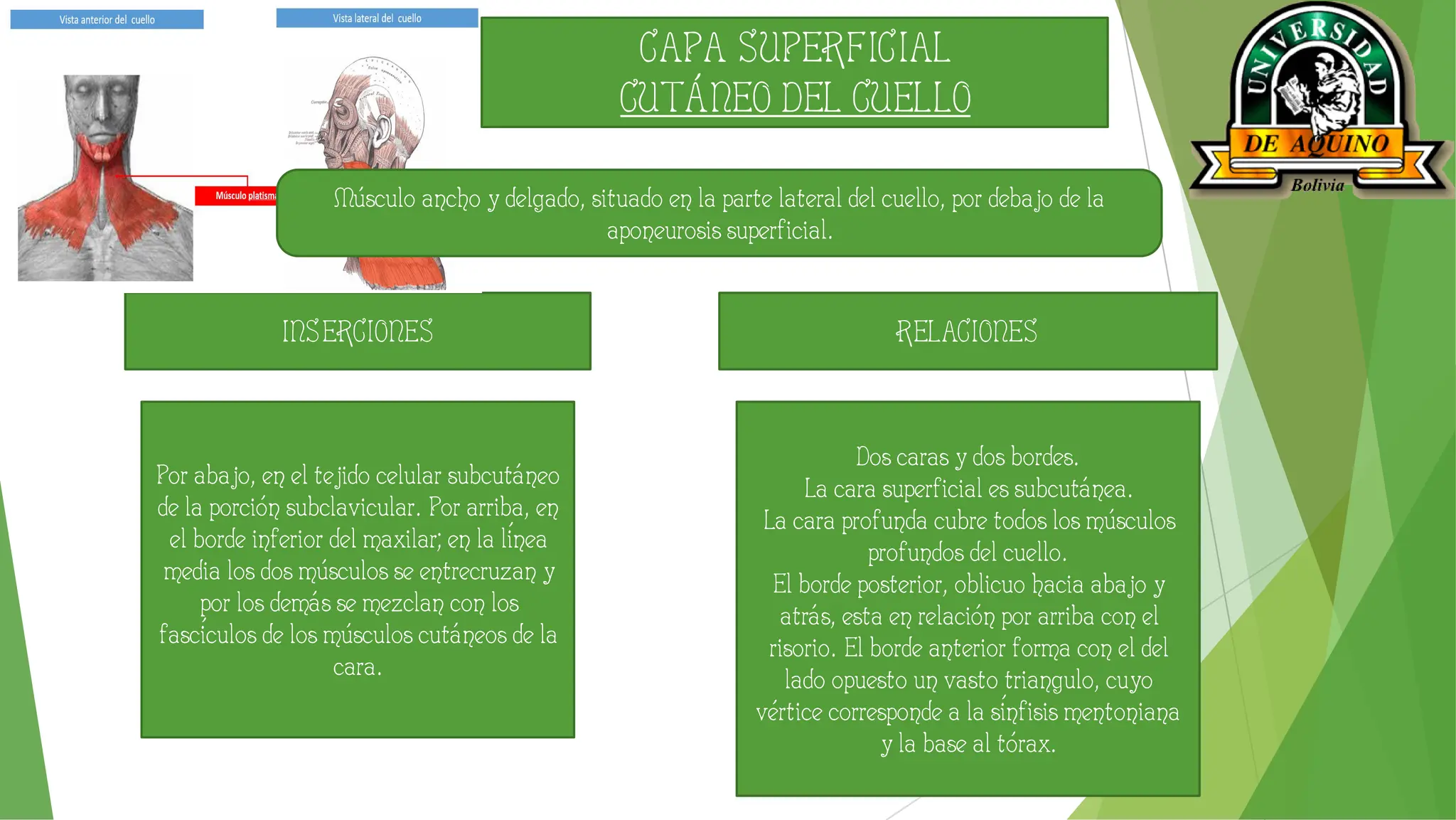 Anatomía Músculos de Region Lateral del cuello.pdf