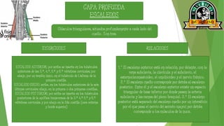 Anatomía Músculos de Region Lateral del cuello.pdf