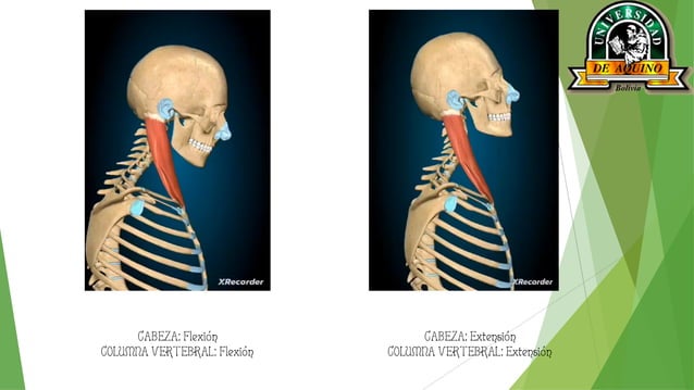 Anatomía Músculos de Region Lateral del cuello.pdf