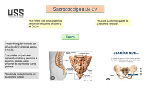 Anatomia Region Lumbar. Del la columna vertebral | PDF