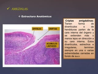 anatomia region tonsilar otorrinolaringologia | PPTX