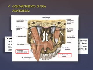 anatomia region tonsilar otorrinolaringologia | PPTX