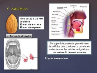 anatomia region tonsilar otorrinolaringologia | PPTX