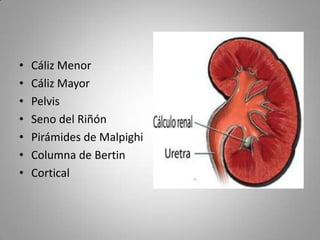Anatomia renal | PPTX