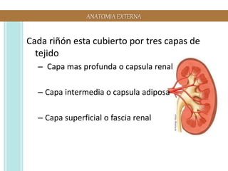 Anatomia renal | PPTX