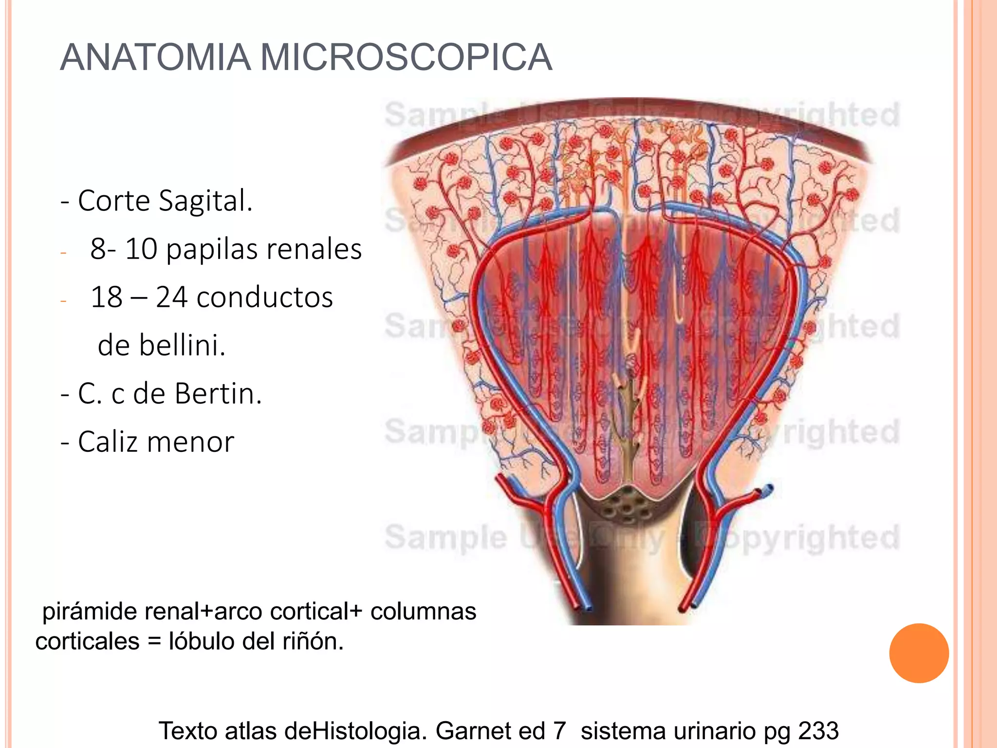Anatomia renal | PPTX | Biological Sciences | Science