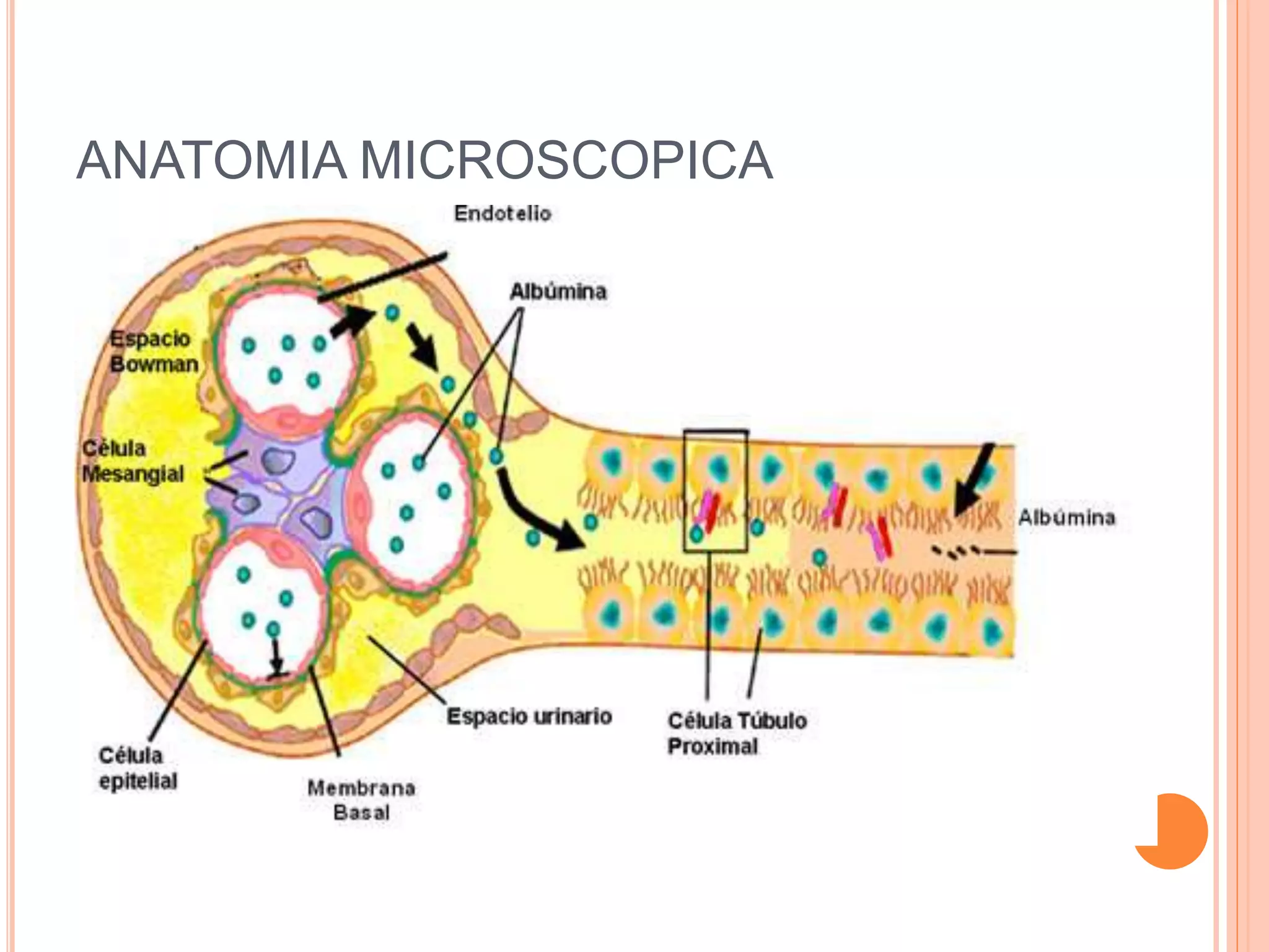 Anatomia renal
