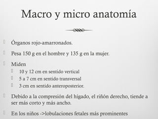 anatomia del sistema renal, quirugica y anatomica | PPTX