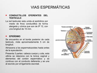 anatomia del sistema renal, quirugica y anatomica | PPTX