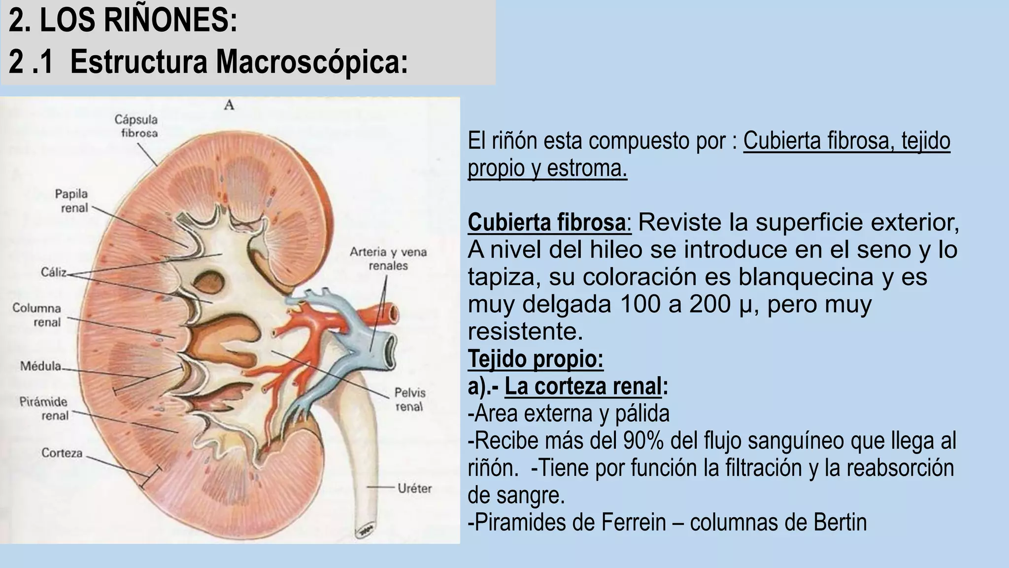 ANATOMIA RENAL. LIC. EVERTH BONZANO H..pptx