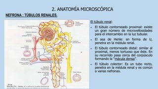 ANATOMIA RENAL. LIC. EVERTH BONZANO H..pptx