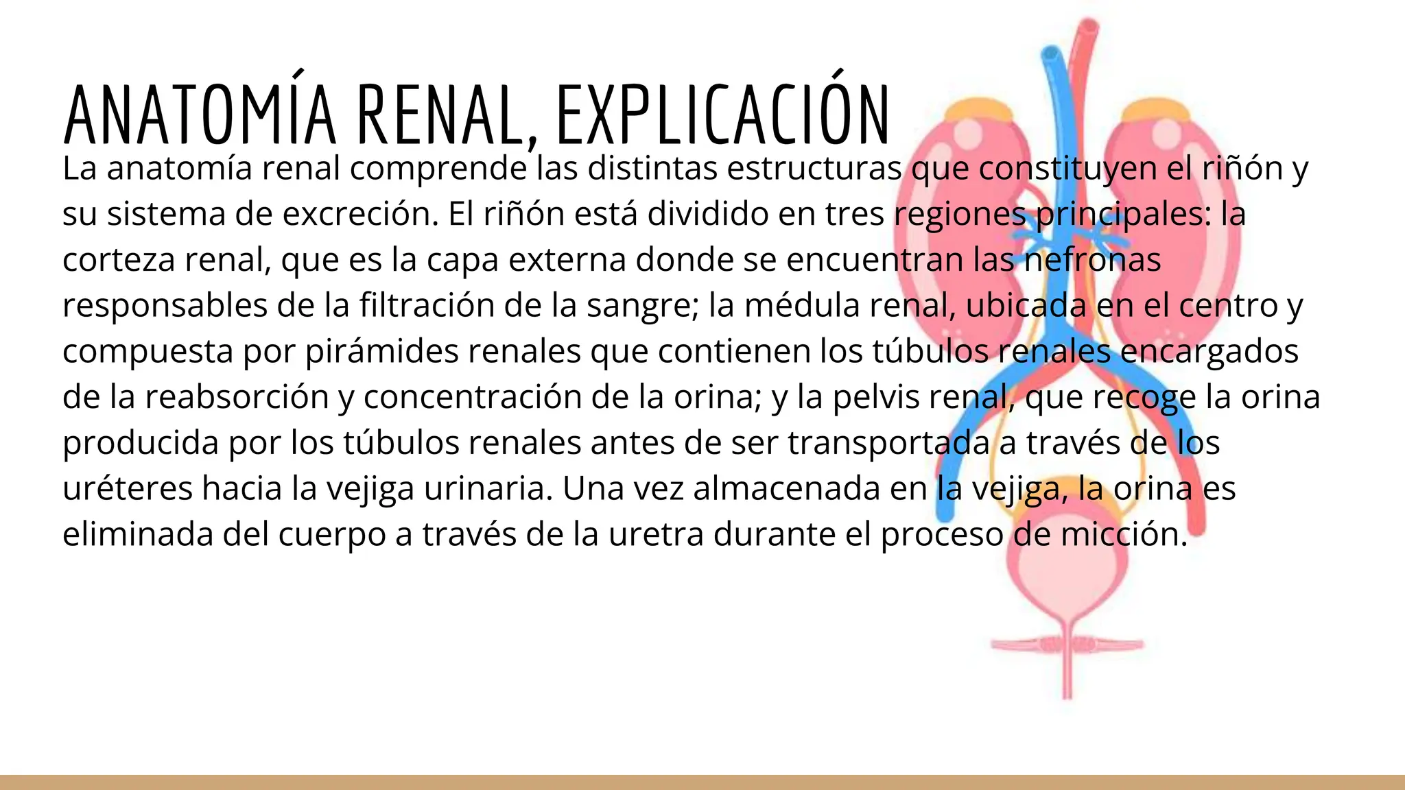 anatomia renal para poder llevar a cabo una buena investigacion.pptx