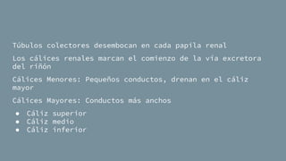 Anatomía DE LOS RIÑONES HUMANOS PRESENTACION | PDF