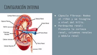 Anatomía DE LOS RIÑONES HUMANOS PRESENTACION | PDF