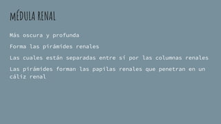 Anatomía DE LOS RIÑONES HUMANOS PRESENTACION | PDF