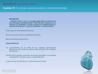 ANATOMIA RENAL.ppt anatomía renal anatomia | PPT