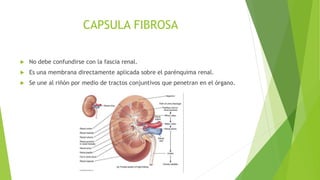 anatomia renal clase curso de extencion ecosesa.pptx