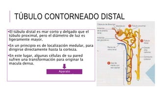 Anatomia y fisiologia renal | PPTX