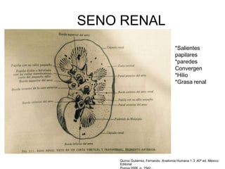 anatomia renal oficial.pptx