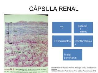 anatomia renal oficial.pptx
