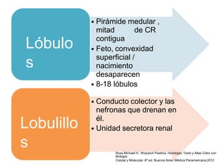anatomia renal oficial.pptx